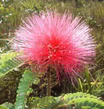 Calliandra, Flor do cerrado | Somos Todos UM